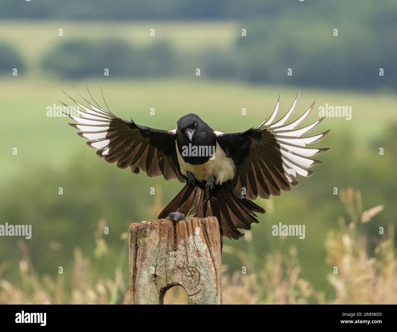 Flying magpie uk hi-res stock photography and images - Alamy