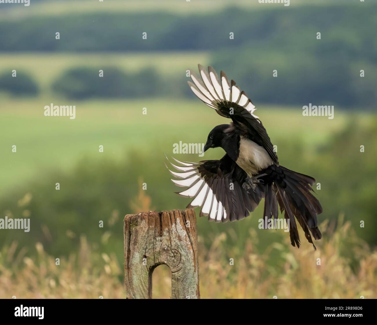 Magpie flight flying pica pica crow hi-res stock photography and images ...