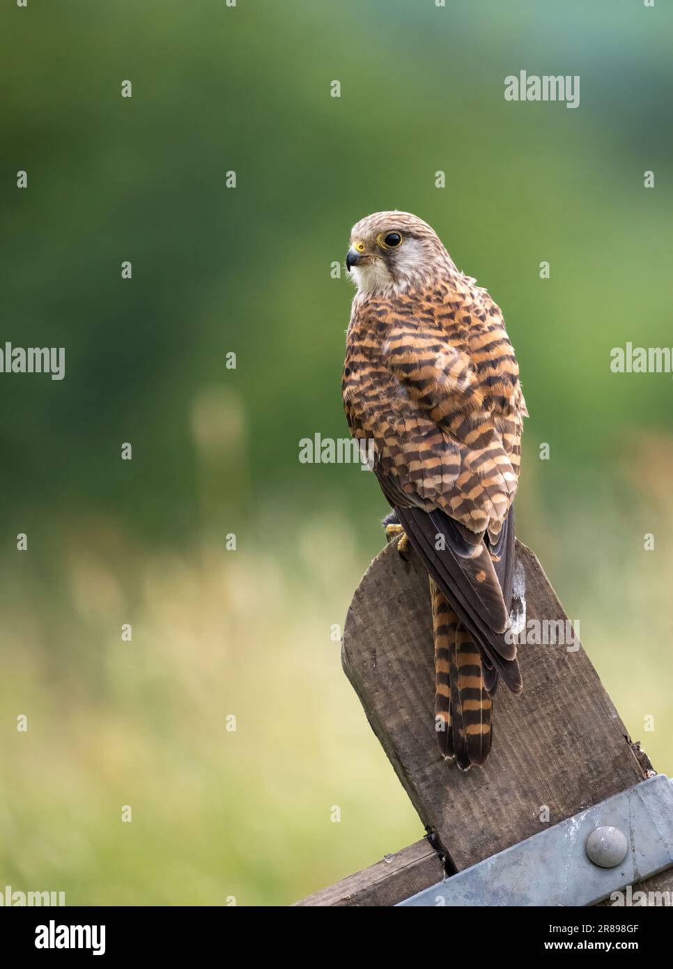 Kestrel perched on fence hi-res stock photography and images - Alamy