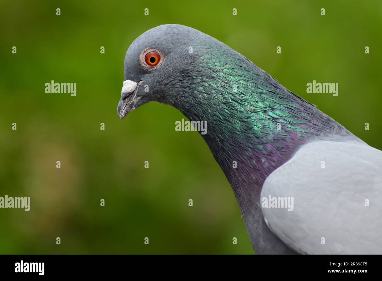 Common grey pigeon or rock dove. Portrait of beautiful feral pigeon ...