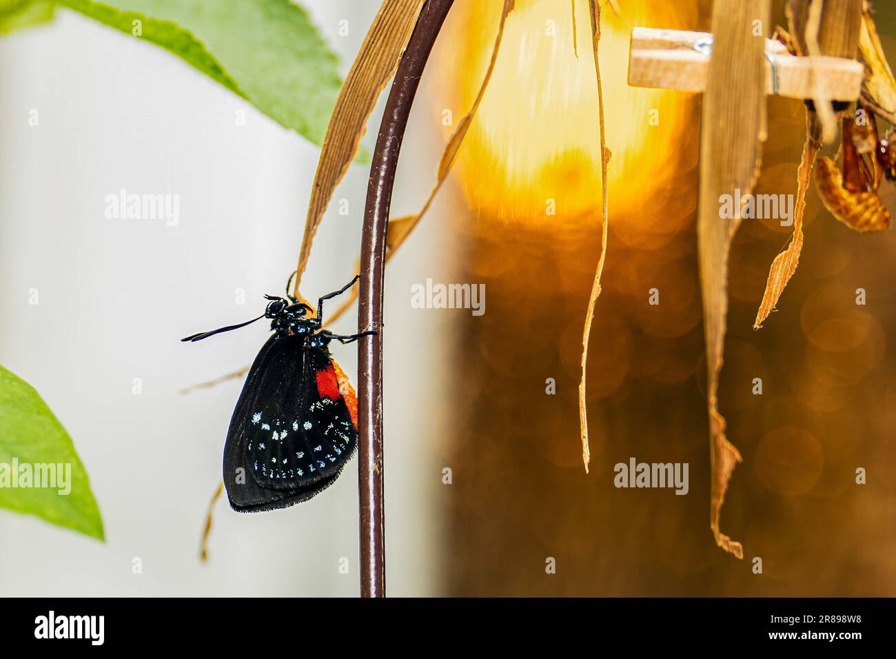 Miami, United States. 17th June, 2023. A newly born rare Atala ...