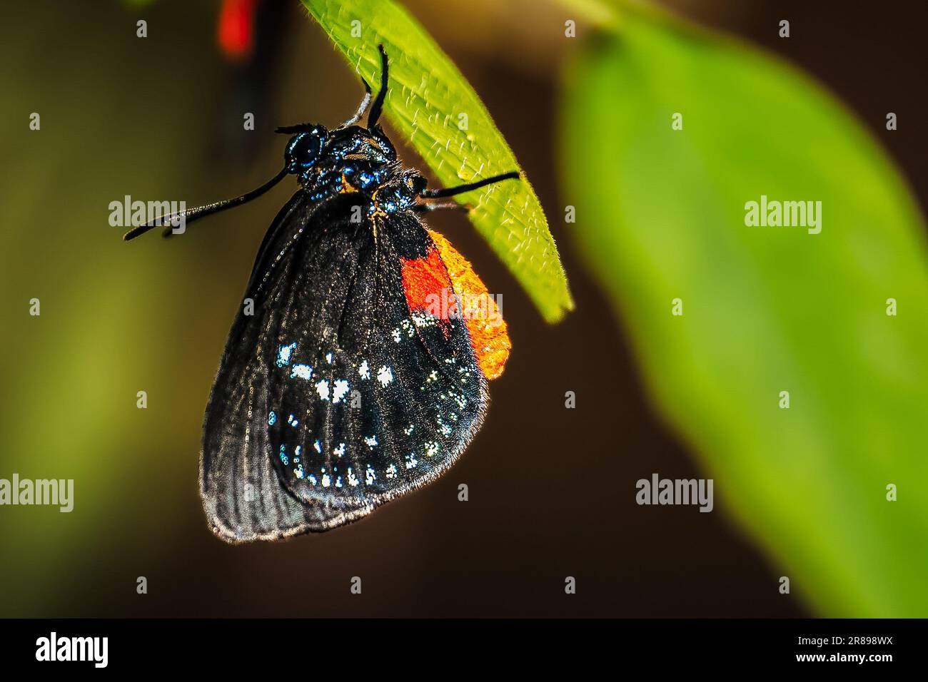 Miami, United States. 17th June, 2023. A newly born rare Atala ...