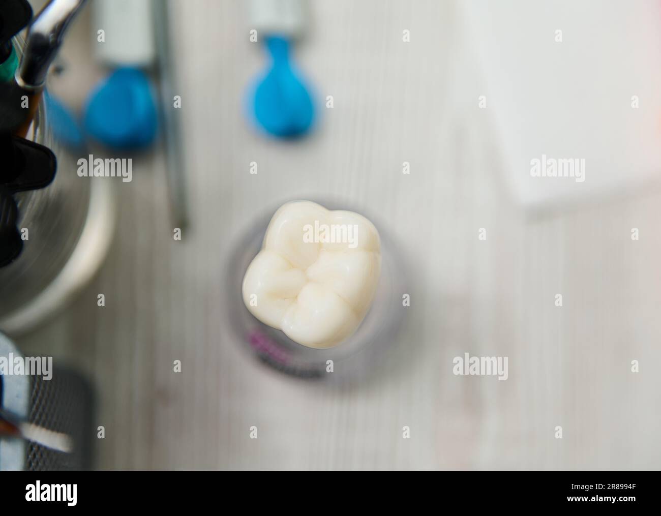 Top view ceramic model of enlarged human molar tooth on the dentist's ...