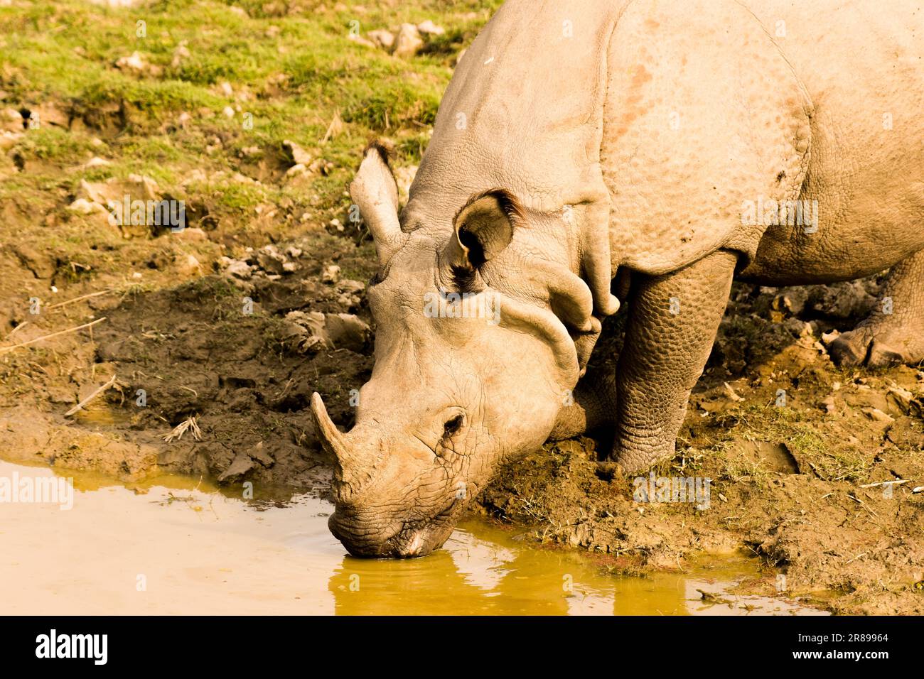 Rhinoceroses are large, heavy animals with thick gray or brown skin ...