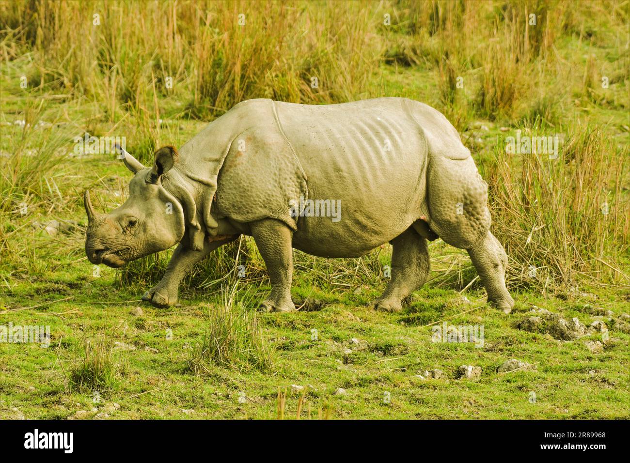 These brilliant beasts are known for their awesome, giant horns that ...