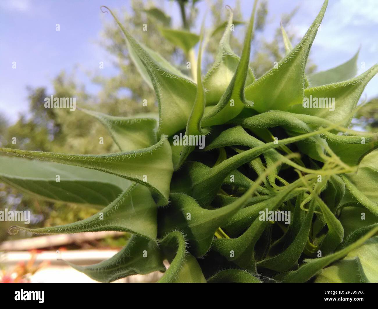 A close-up shot of a sunflower before it blooms into a big sunflower ...