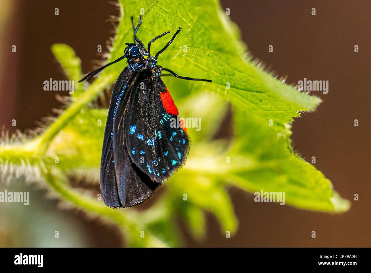 June 17, 2023, Miami, Florida, United States: A newly born rare Atala ...