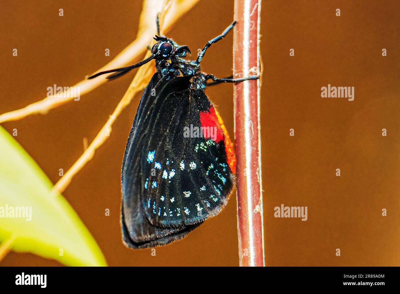 June 17, 2023, Miami, Florida, United States: A newly born rare Atala ...