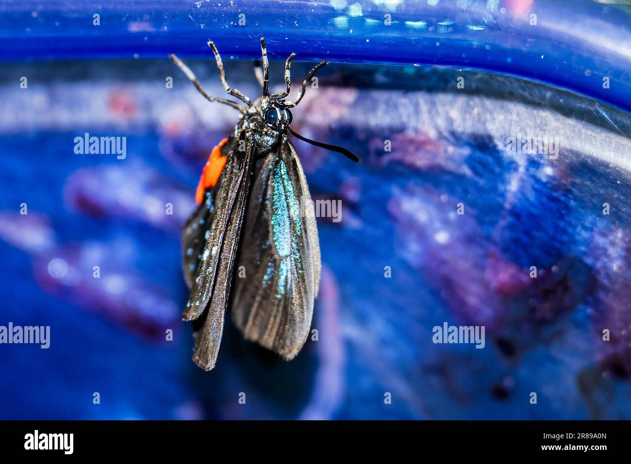 June 17, 2023, Miami, Florida, United States: A newly born rare Atala ...