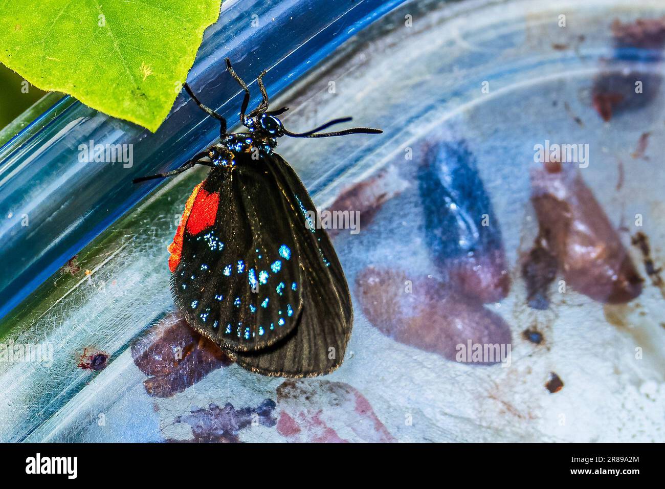 June 17, 2023, Miami, Florida, United States: A newly born rare Atala ...