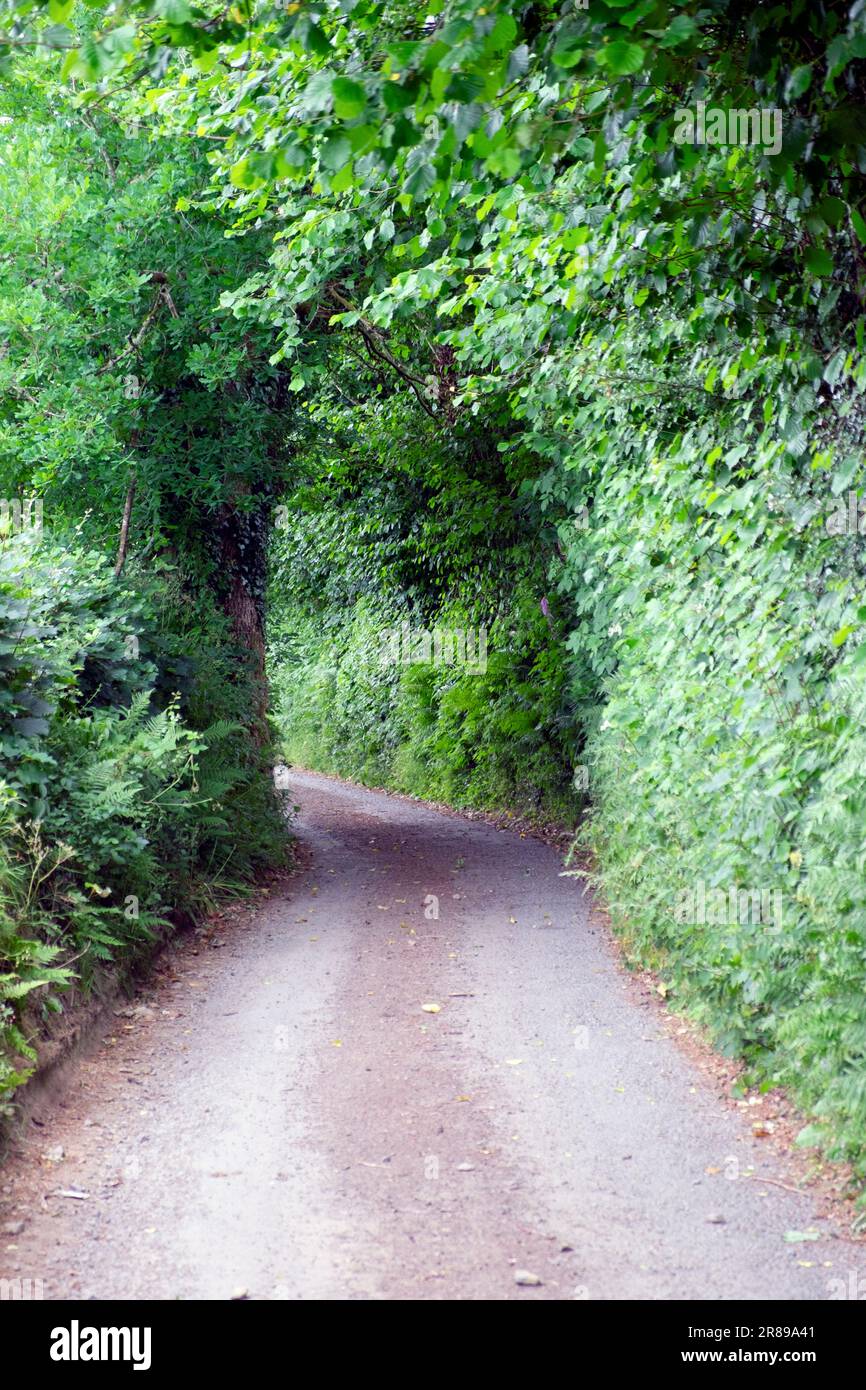 Vertical view of country lane passing through leafy tunnel of foliage ...
