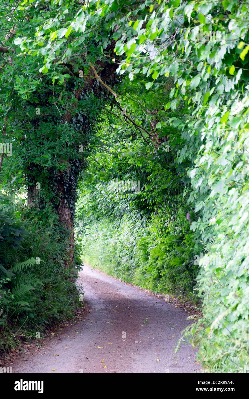 Vertical view of country lane passing through leafy tunnel of foliage ...