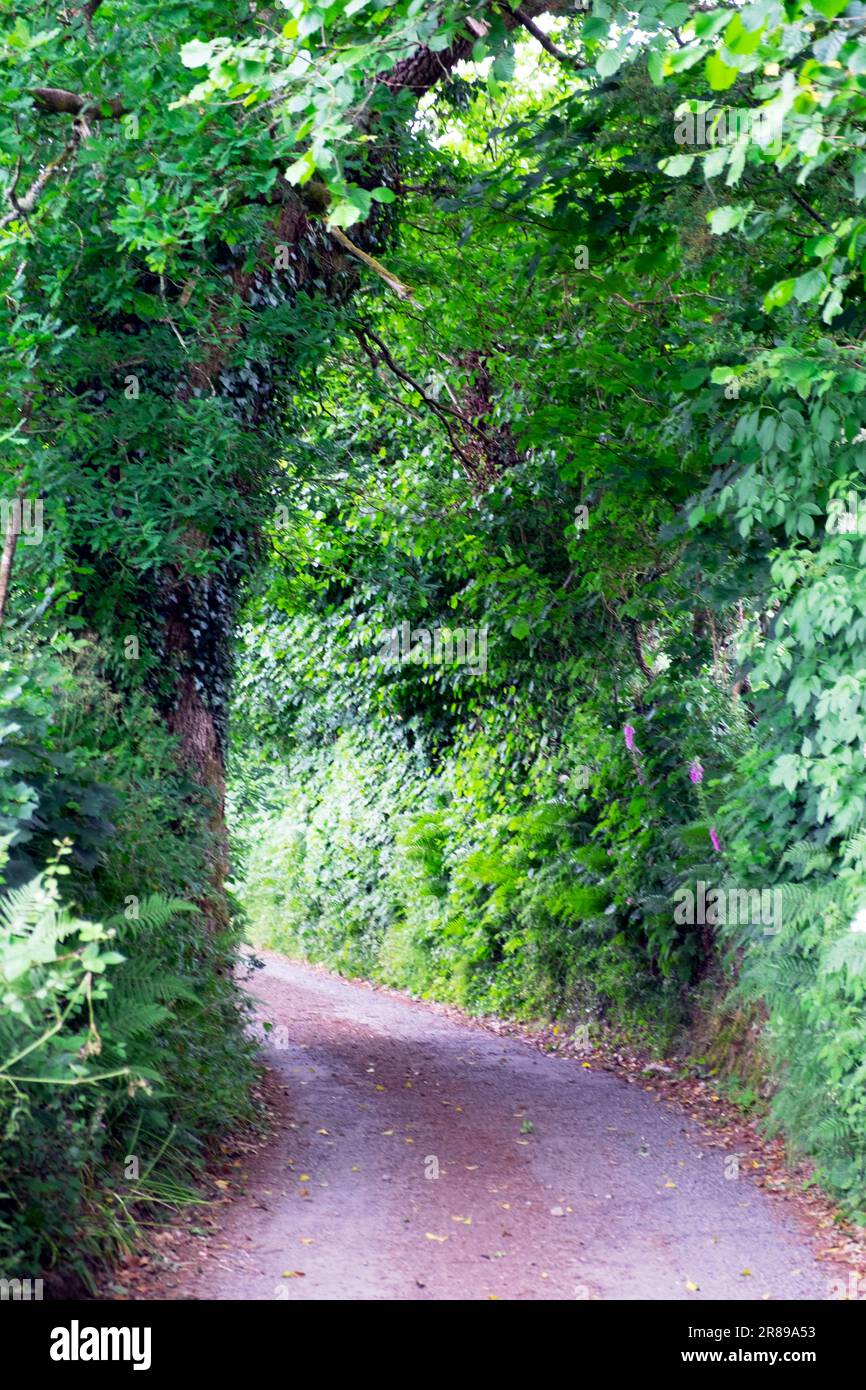 Vertical view of country lane passing through leafy tunnel of foliage ...