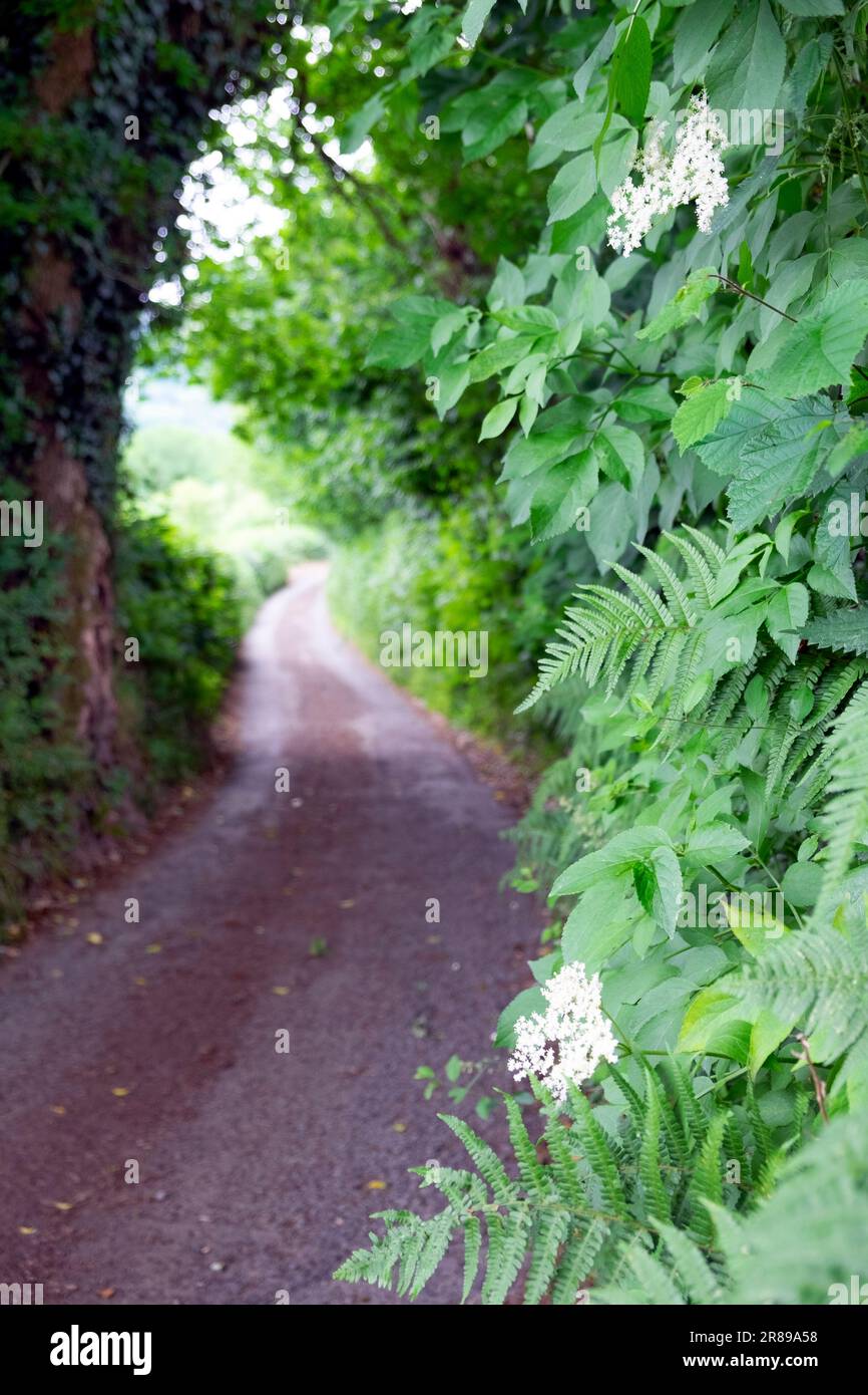 Vertical view of country lane passing through leafy tunnel of foliage ...