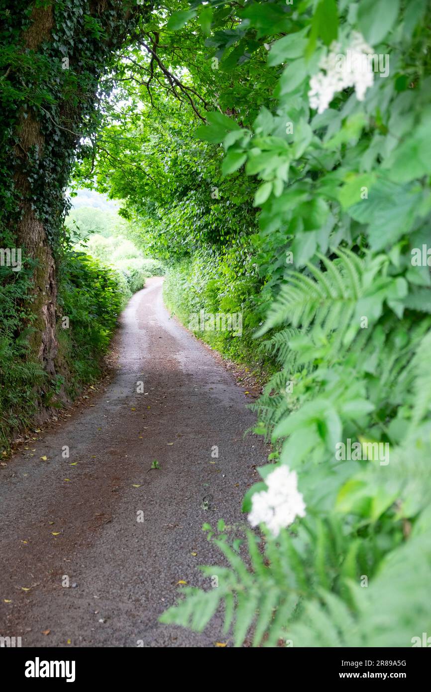 Vertical view of country lane passing through leafy tunnel of foliage ...
