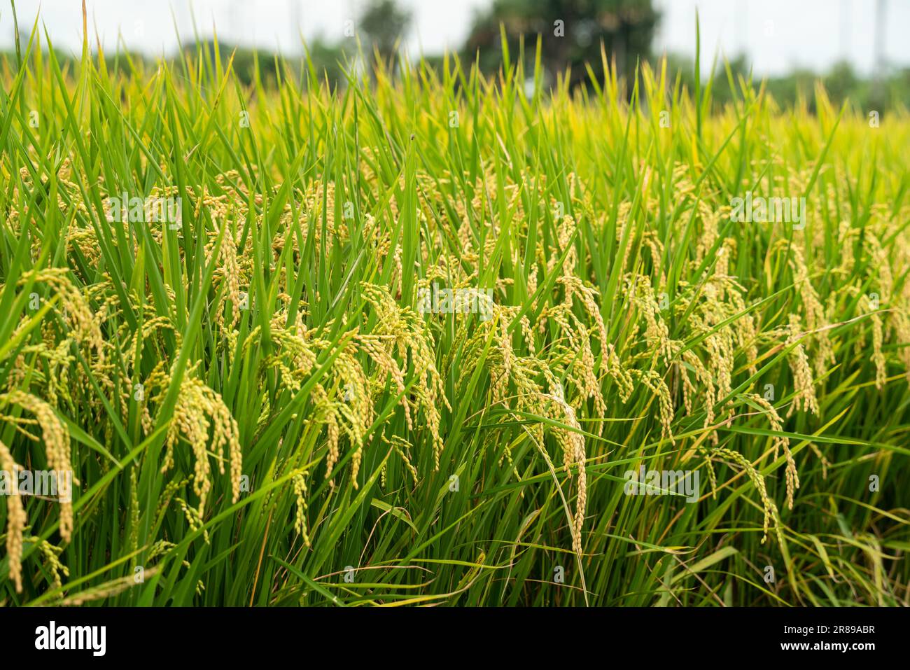 Golden paddy field swaying over sunset day time in Asia. Raw short ...