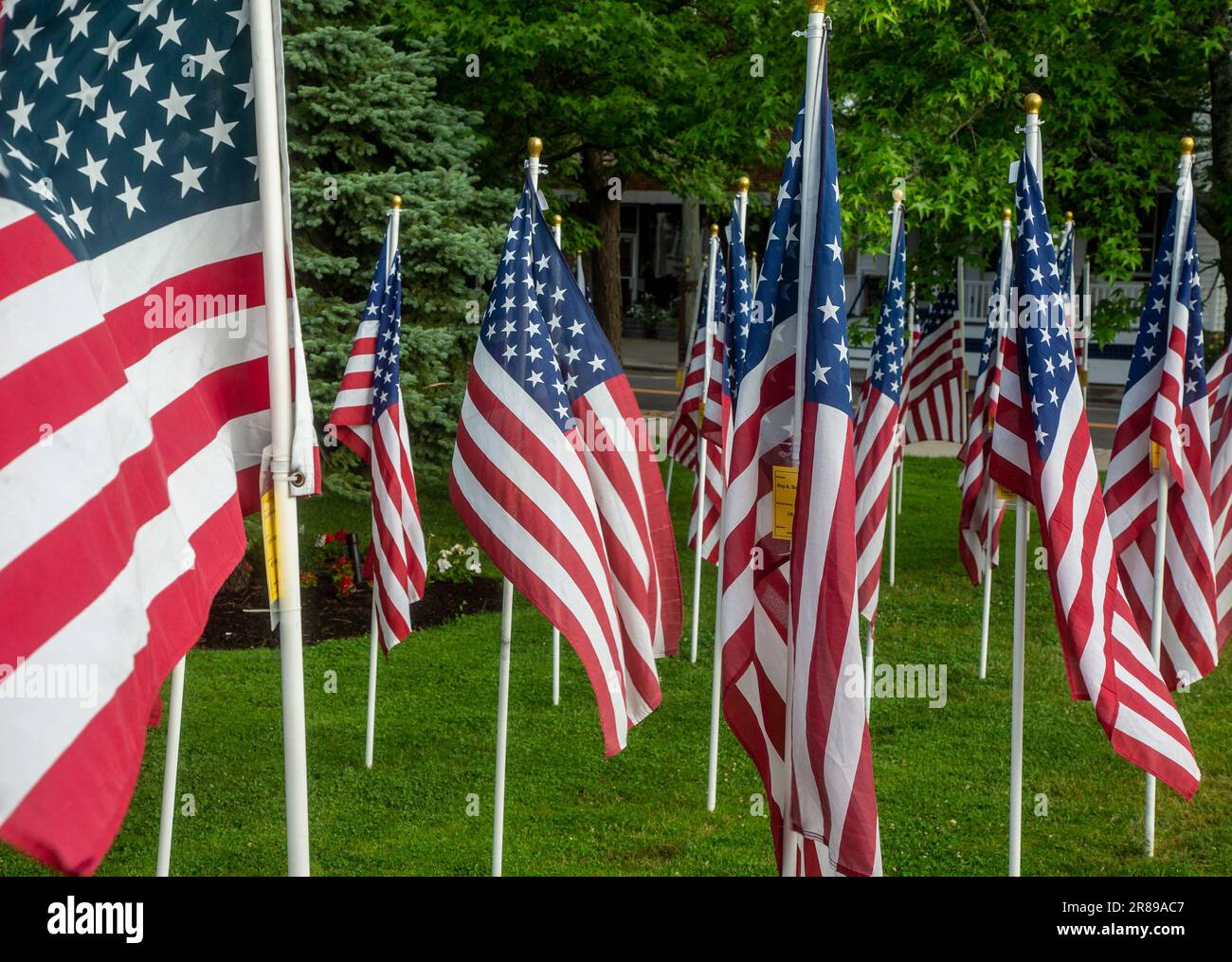 American flags on display in a park in the resort town of Greenport, NY ...