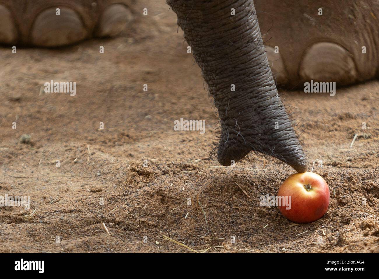 Kronberg, Germany. 20th June, 2023. Elephant lady Christina grabs an ...
