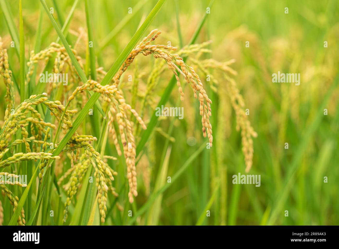 Golden paddy field swaying over sunset day time in Asia. Raw short ...