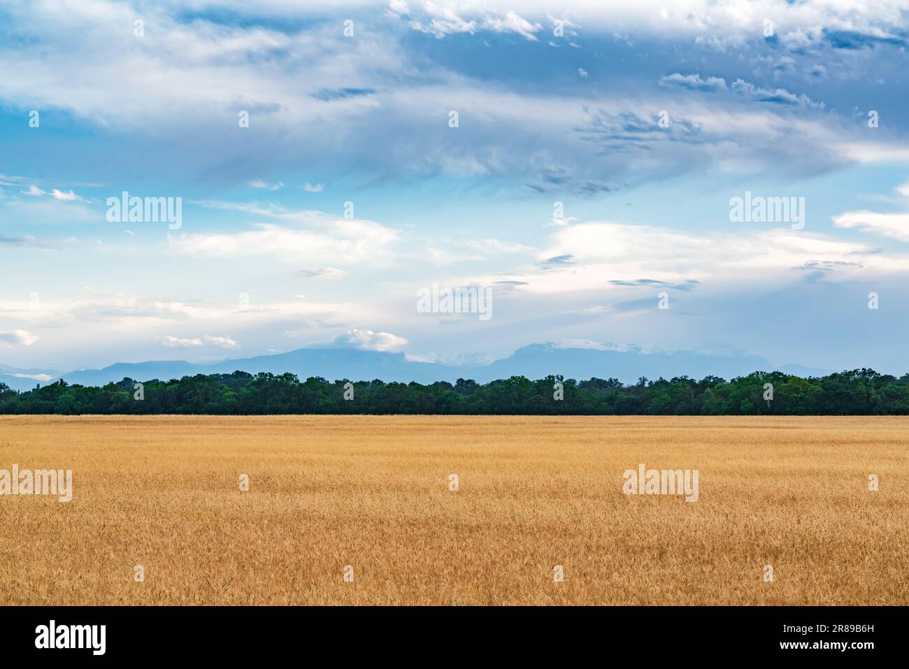 Wheat field in the background mountain ranges Stock Photo - Alamy