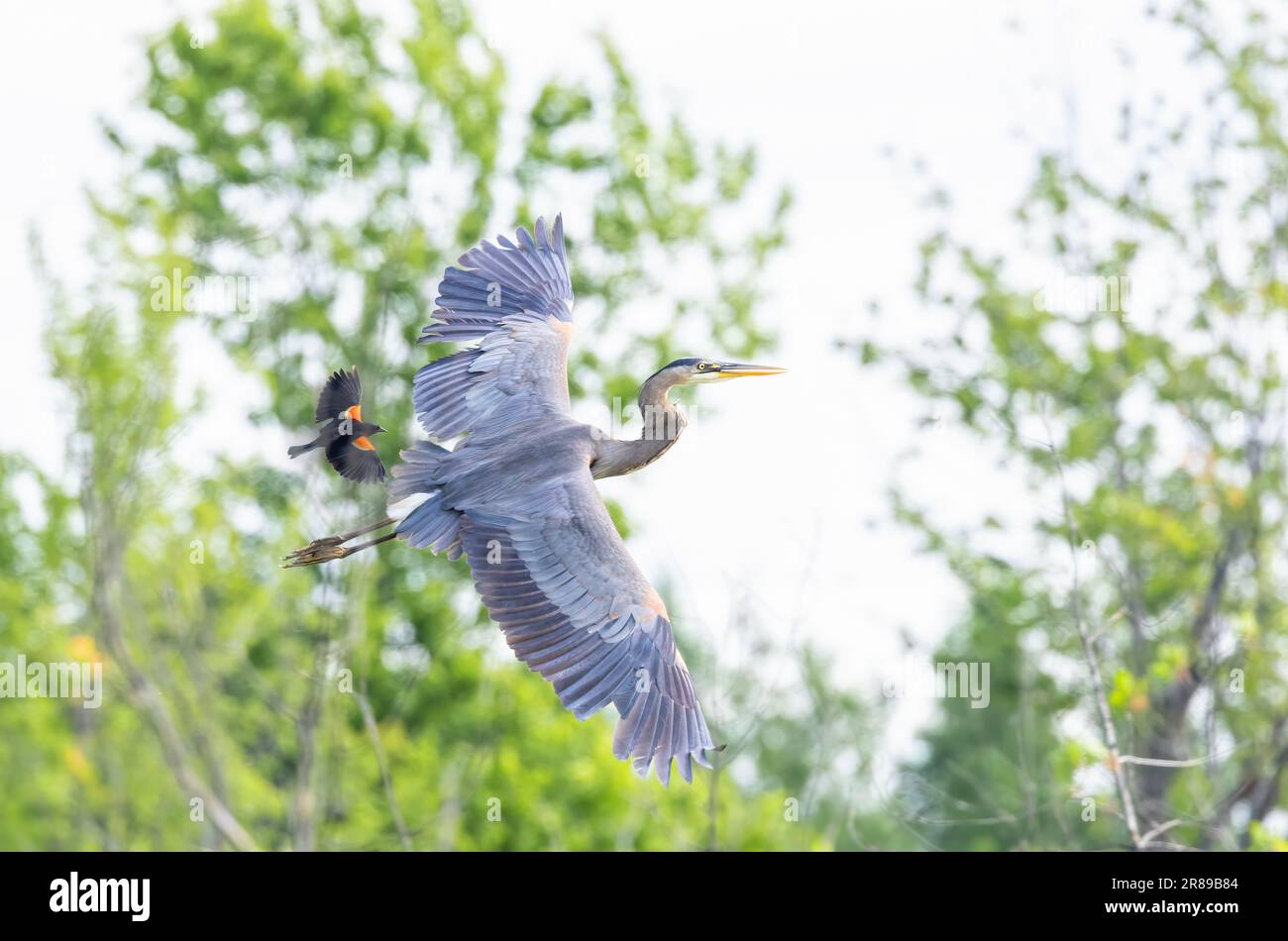 Great blue heron taking flight with a red-winged blackbird in pursuit ...