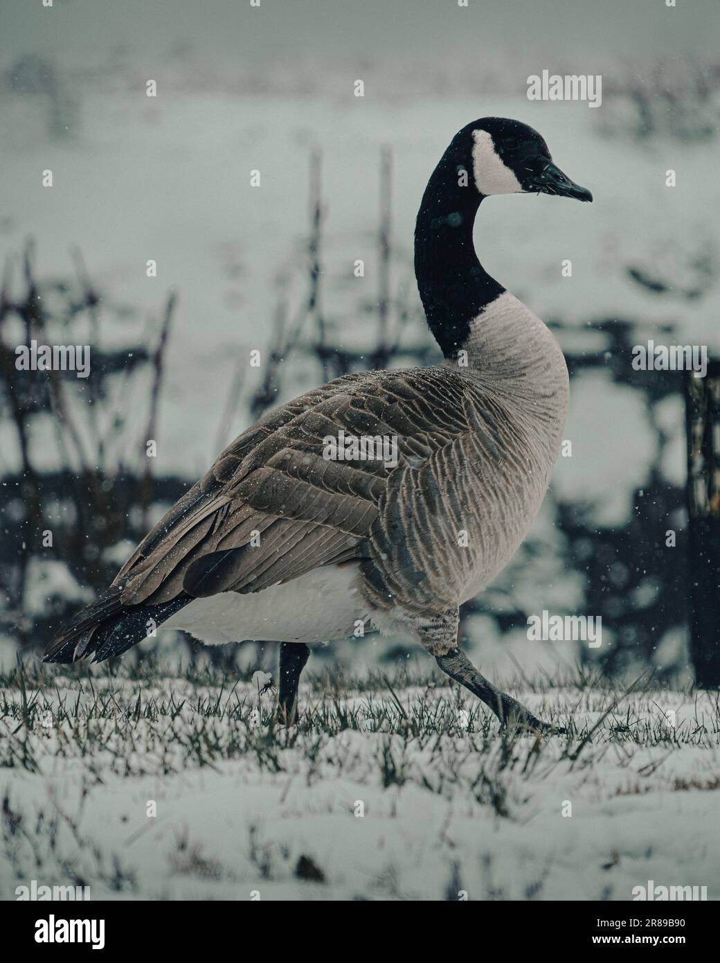 A stark black and white goose walking around in a picturesque winter ...