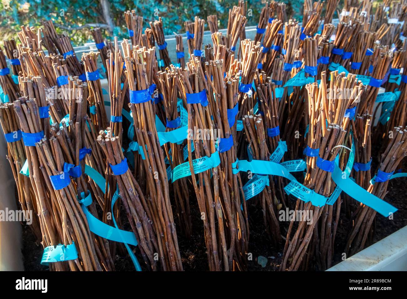 Raspberry canes planting hi-res stock photography and images - Alamy