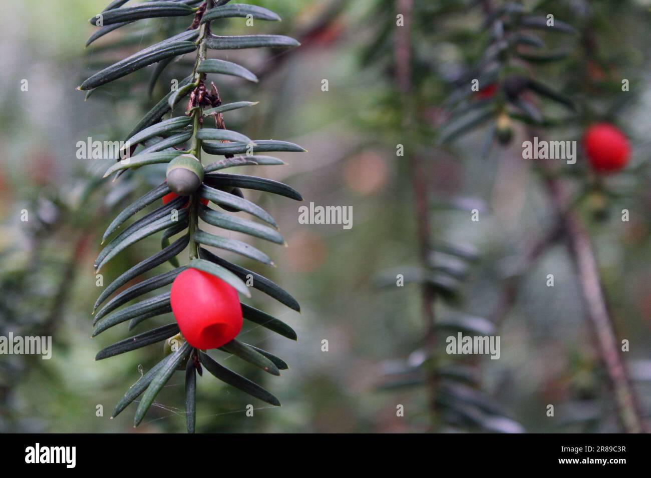 Coniferous forest berry fruit hi-res stock photography and images - Alamy