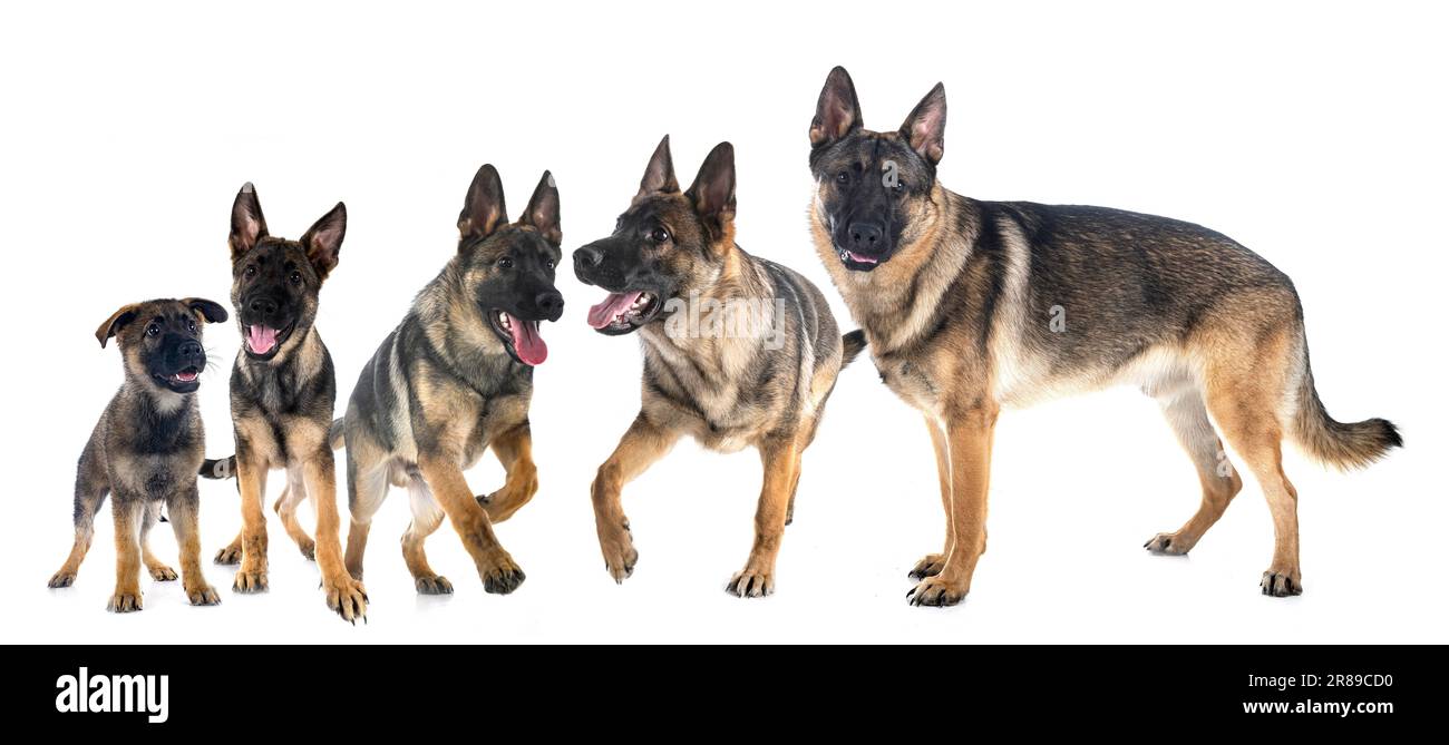 young german shepherds in front of white background Stock Photo - Alamy