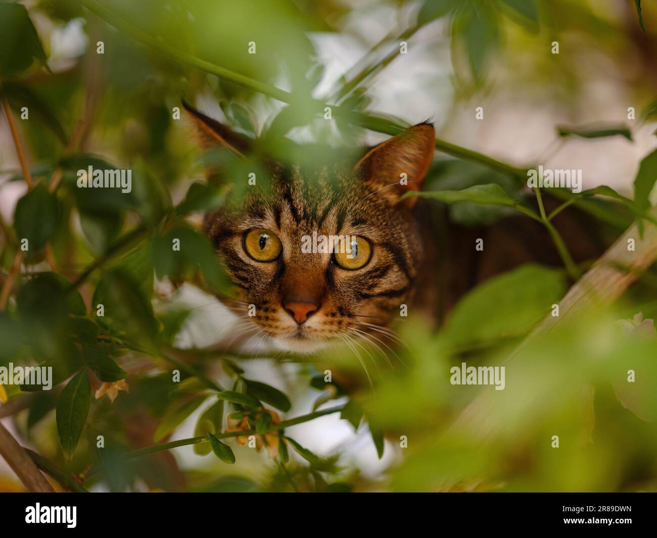 cute tabby cat climbed fence wall over tree in summer garden and looks ...