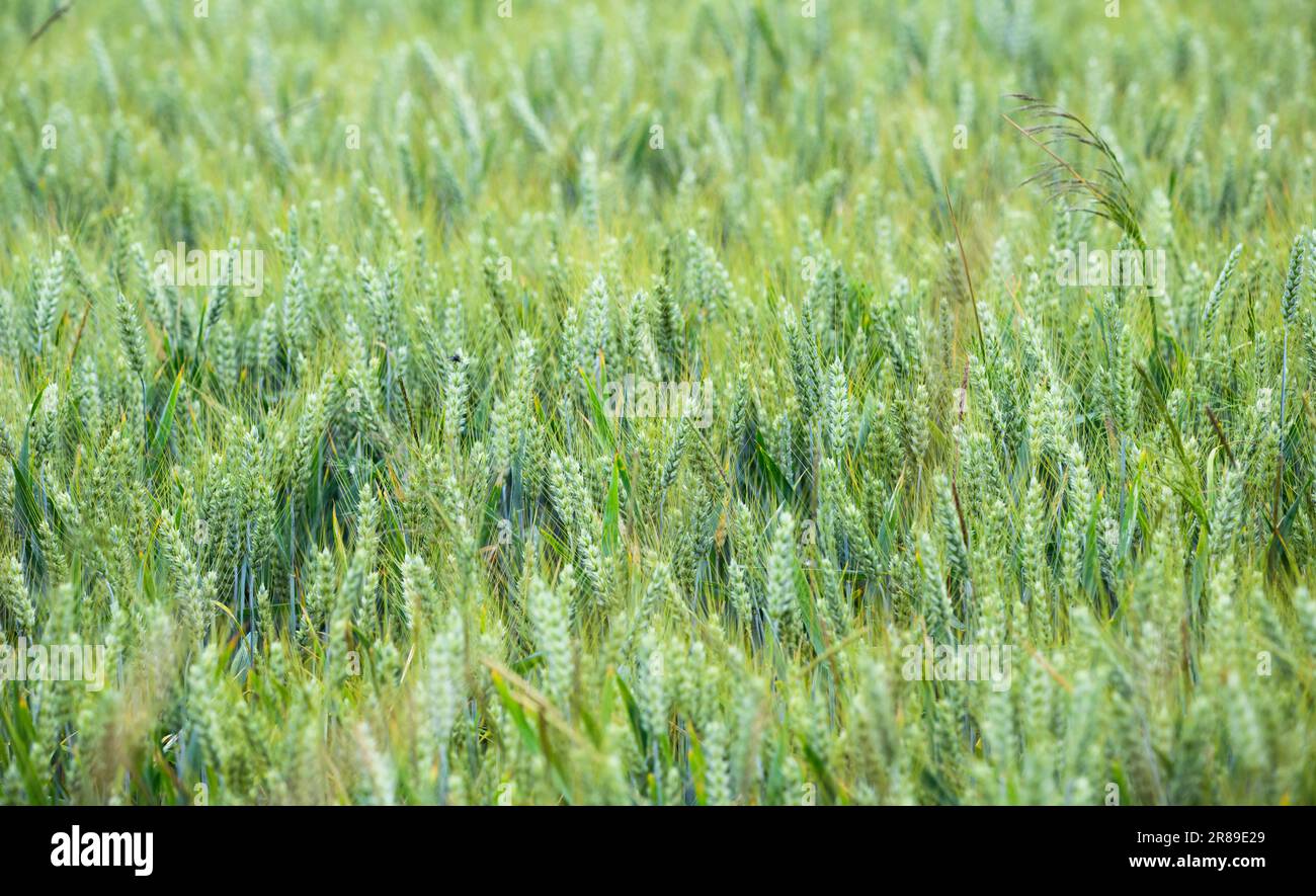 Emmerthal, Germany. 20th June, 2023. Rye grows in a field near Börry in ...