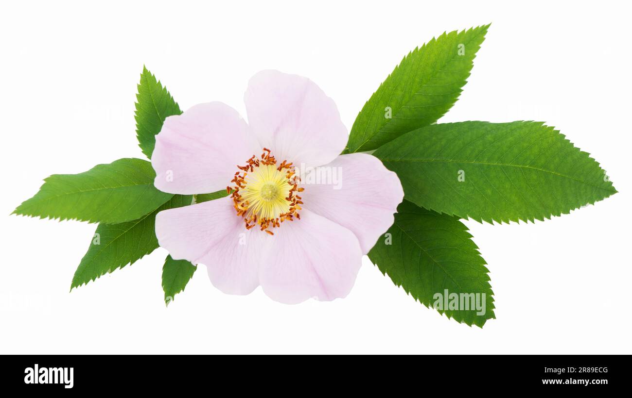 Dog rose flowers with leaves, isolated on white background Stock Photo ...