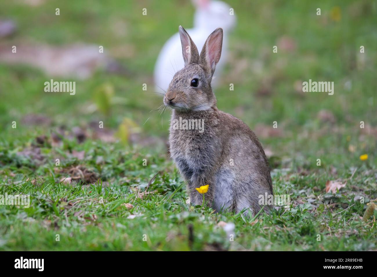 Grey long eared rabbit hi-res stock photography and images - Alamy