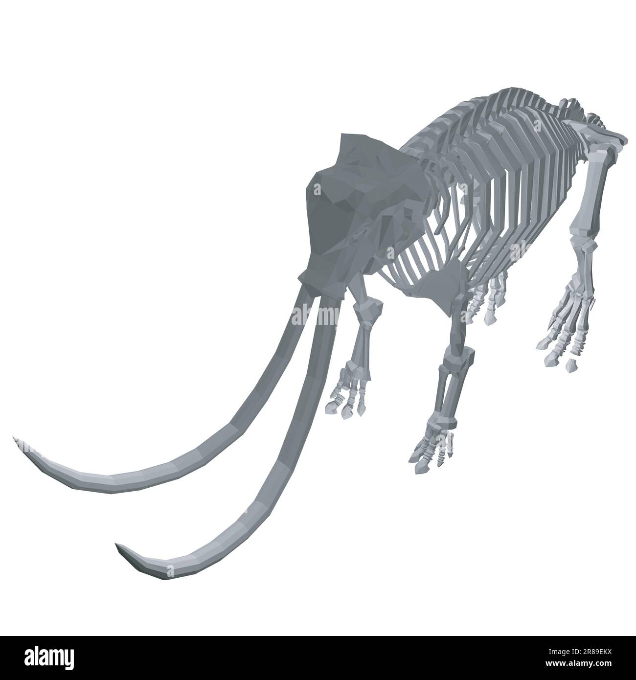 Vector Illustration of polygonal Mammoth Skeleton on Isolated White ...