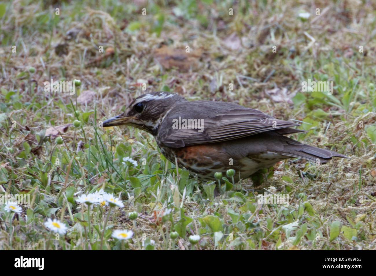 Family turdidae hi-res stock photography and images - Alamy