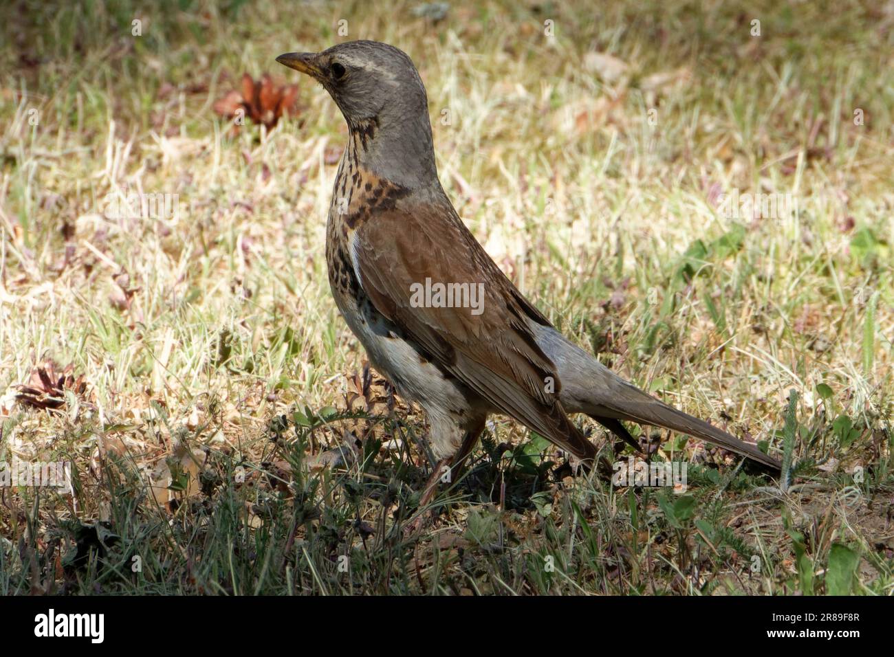 Family of turdidae hi-res stock photography and images - Alamy