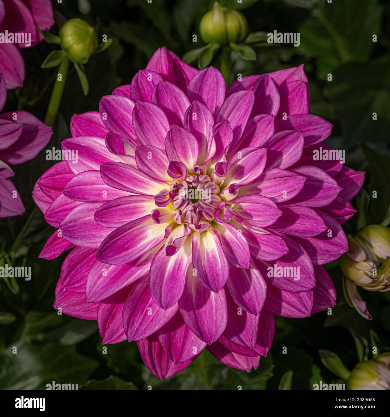 Close-up of the pink and white flower of Dahlia April Dawn growing in a ...