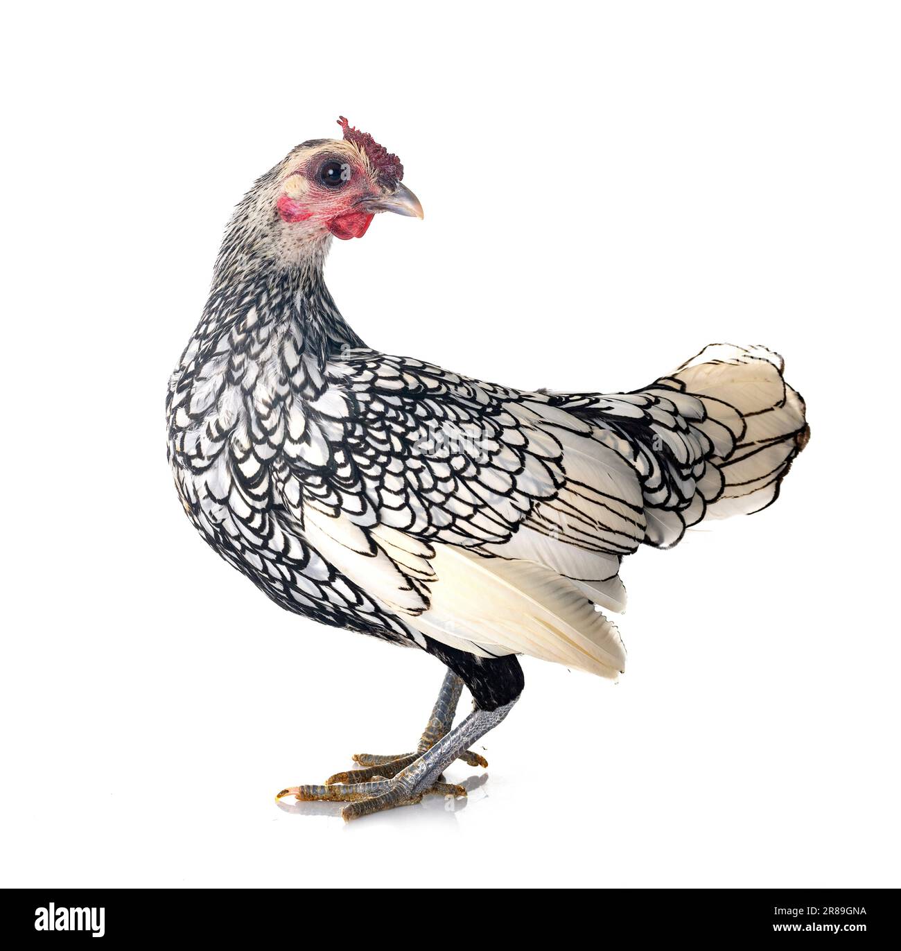 Sebright chicken in front of white background Stock Photo - Alamy