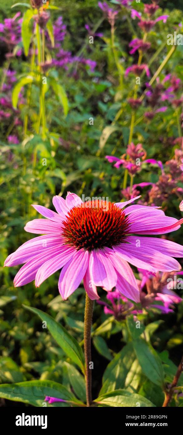 A close-up of a vibrant pink Echinacea angustifolia flower in a lush ...