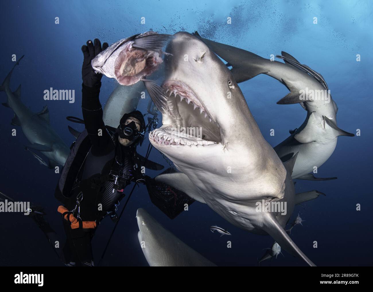 A bull shark reaching for some more fish. FLORIDA, USA: THIS BRAVE ...