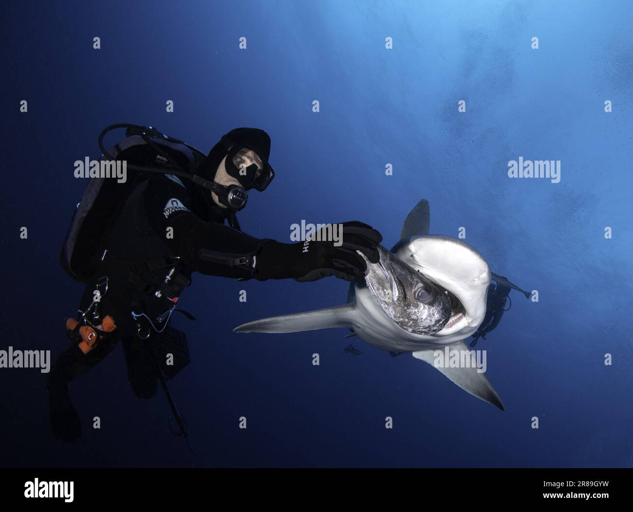 The shark enjoying the fish. FLORIDA, USA: THIS BRAVE DIVER was just ...
