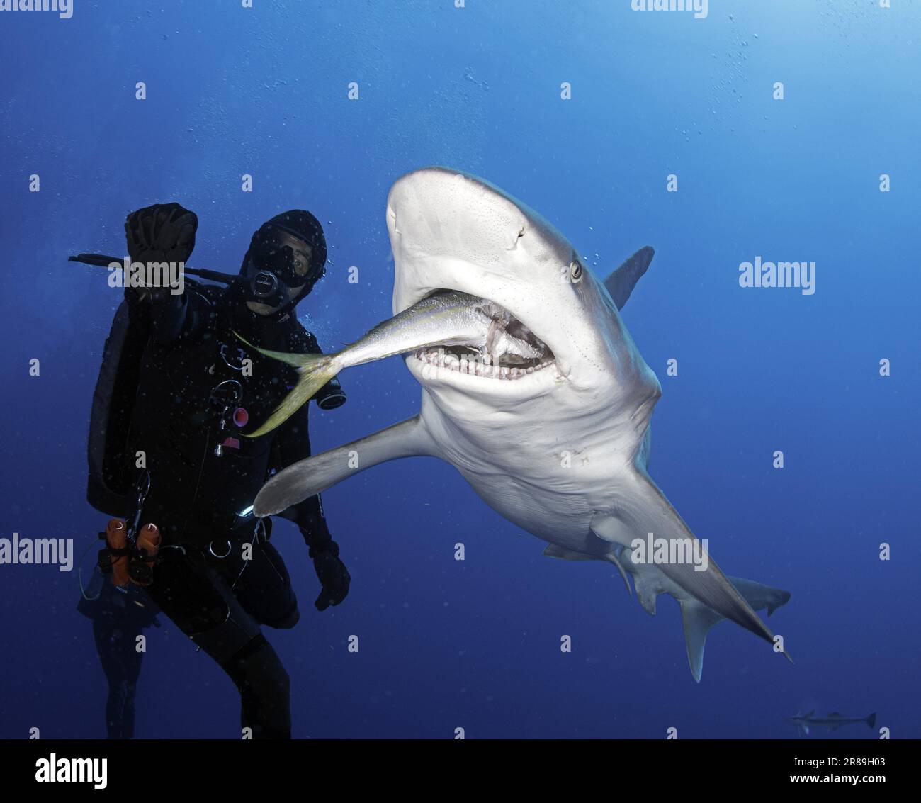 Dinner time. FLORIDA, USA: THIS BRAVE DIVER was just inches from the ...