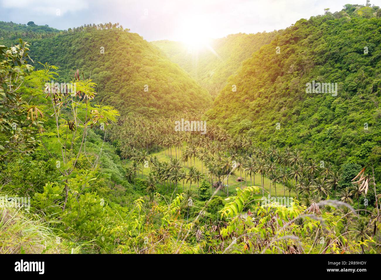 Lush palm tree forest on Bali island, Indonesia Stock Photo - Alamy