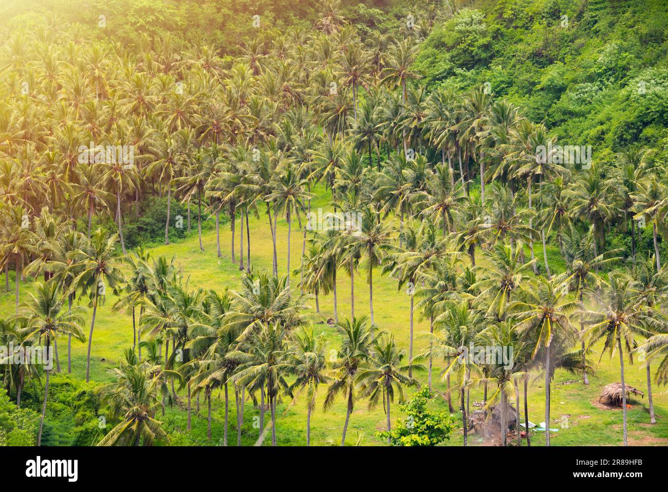 Lush palm tree forest on Bali island, Indonesia Stock Photo - Alamy