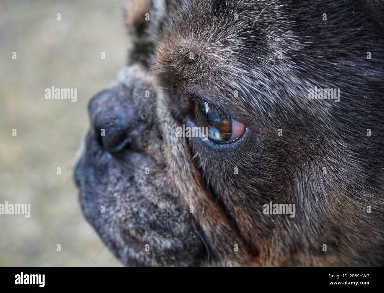 Love frenchie hi-res stock photography and images - Alamy