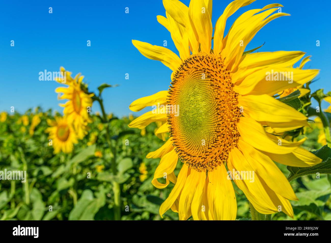 Yellow field of sunflowers Stock Photo - Alamy