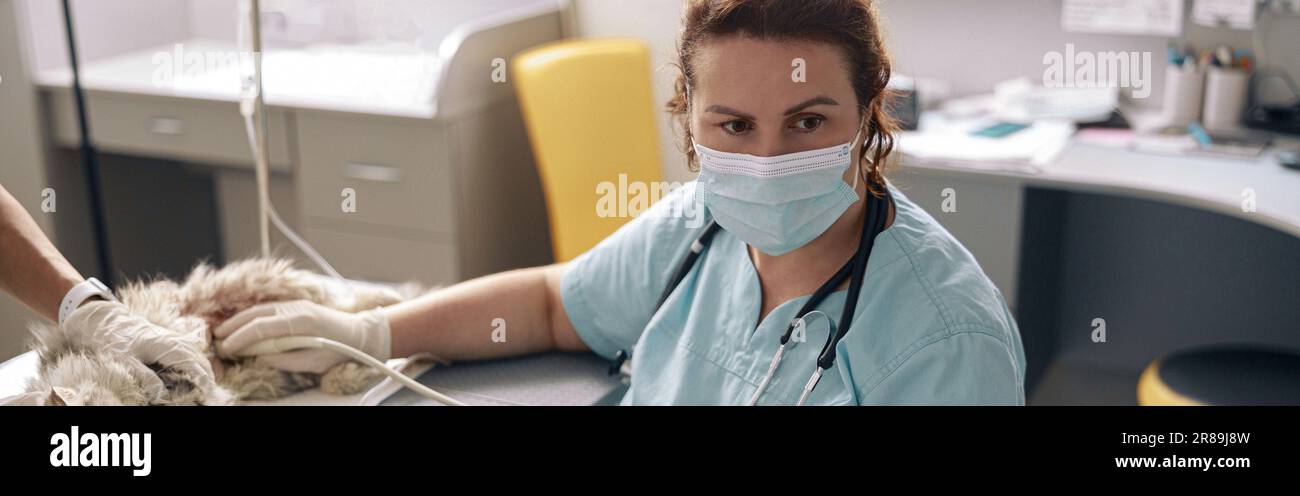 Worried veterinarian performs ultrasound investigation of cat abdomen ...