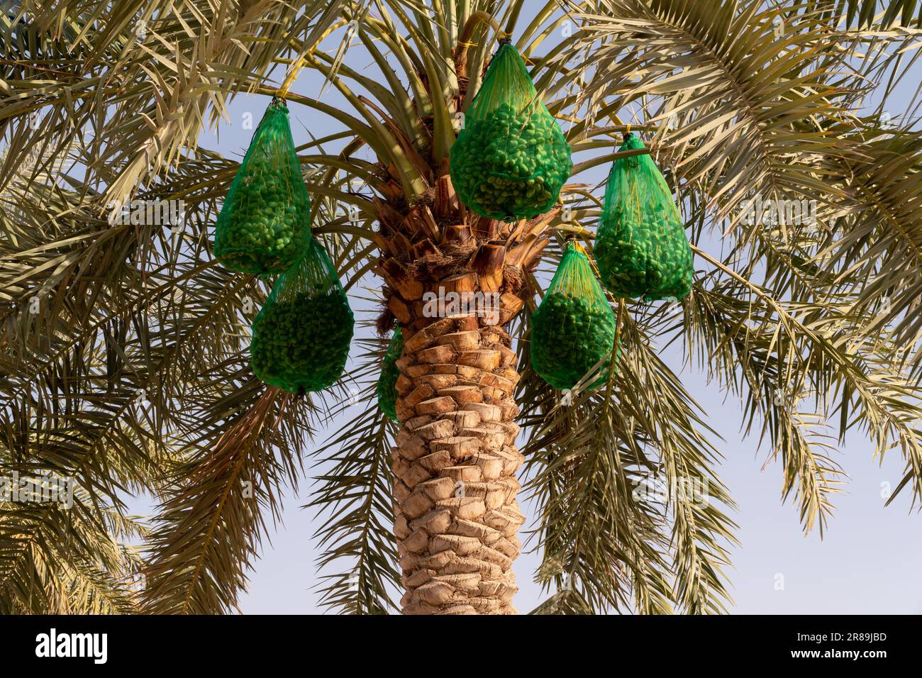 Falling fruit tree hi-res stock photography and images - Alamy