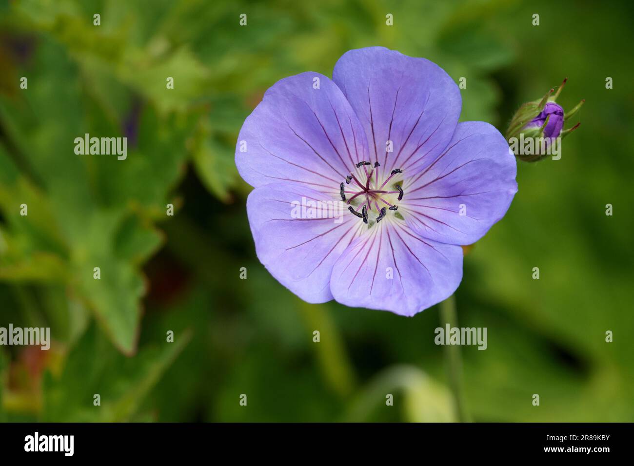 Lax saucer shaped blooms hi-res stock photography and images - Alamy