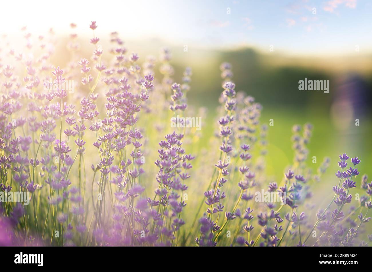 Lavender flowers blooming on sunset sky. Natural background, copy space ...